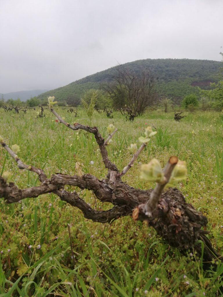 τι θα πιεις; φυσικα….κρασια! – Karavanas Wines